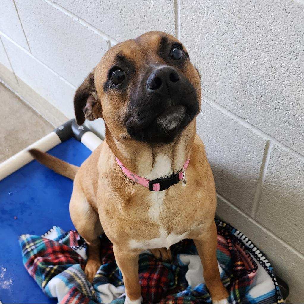 Dog for adoption - Bayley, a Puggle in Aurora, IL | Petfinder