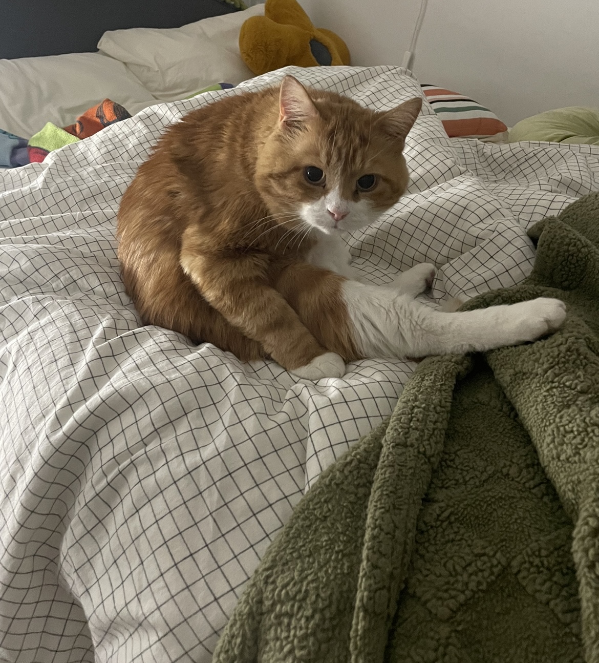 Cat for adoption - Garfield, a Domestic Short Hair in Pierrefonds, QC ...