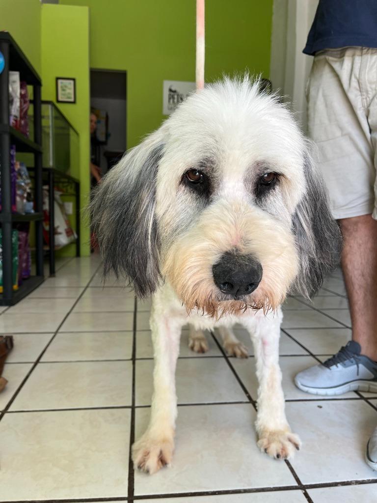 Dog for adoption - Beethoven, a Sheep Dog in Kelowna, BC | Petfinder