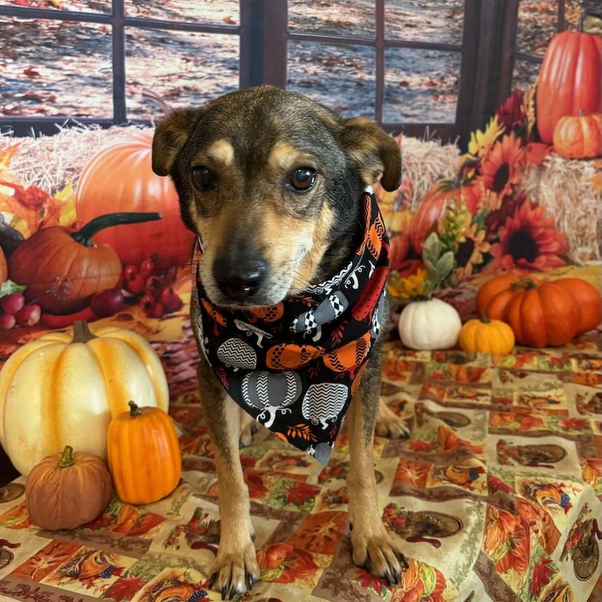 Dog for adoption - Archie, a Beagle & Chihuahua Mix in Sparta, NJ ...