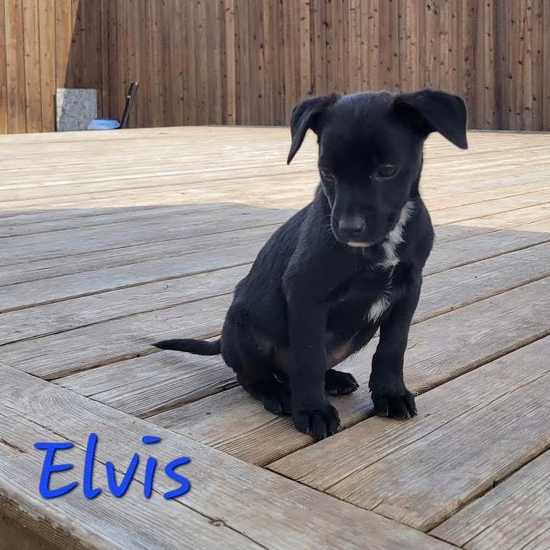 Dog for adoption - Elvis, a Black Labrador Retriever Mix in Colleyville ...