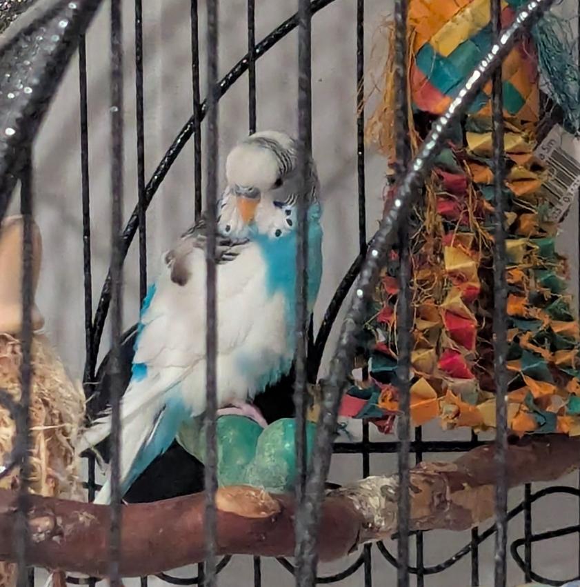 Parakeet for adoption - Bob John Tom, a Parakeet (Other) in ...