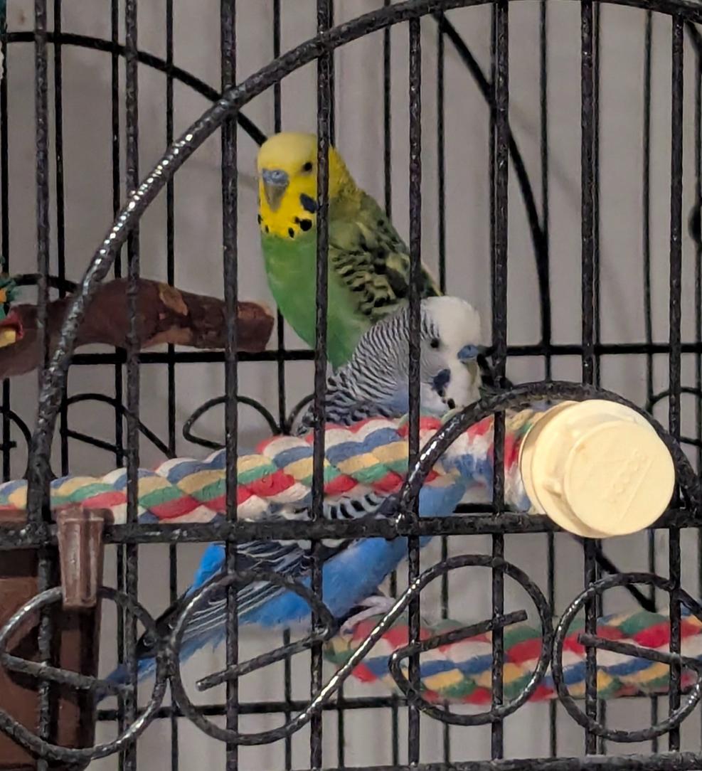 Parakeet for adoption - Bob John Tom, a Parakeet (Other) in ...