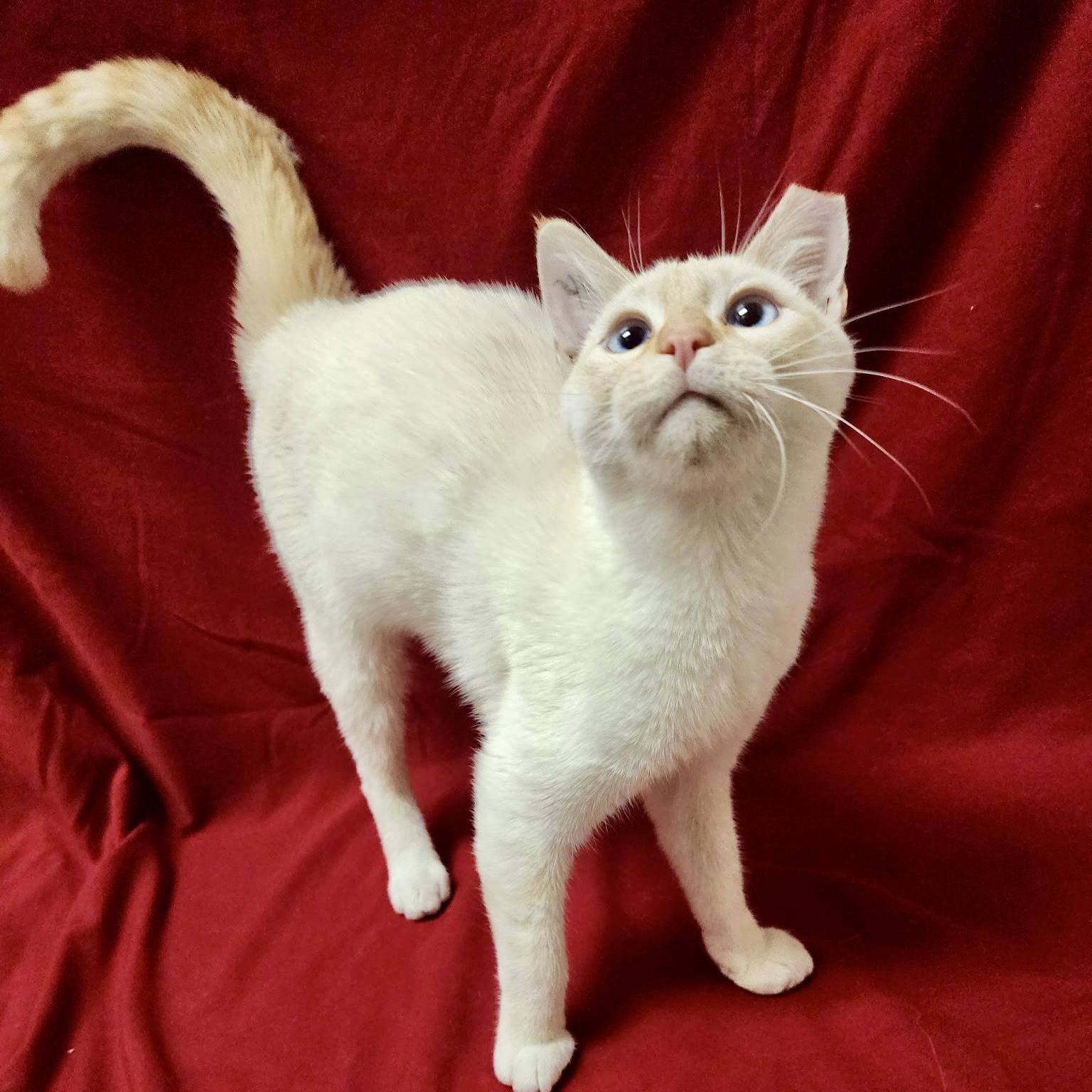 Cat for adoption - Chong, a Siamese Mix in Tulsa, OK | Petfinder