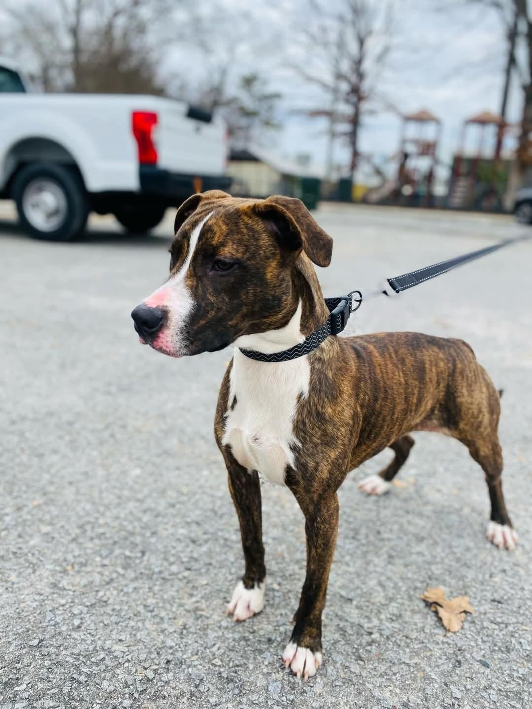 Dog for adoption - DIEGO, a Pit Bull Terrier Mix in Ayden, NC | Petfinder