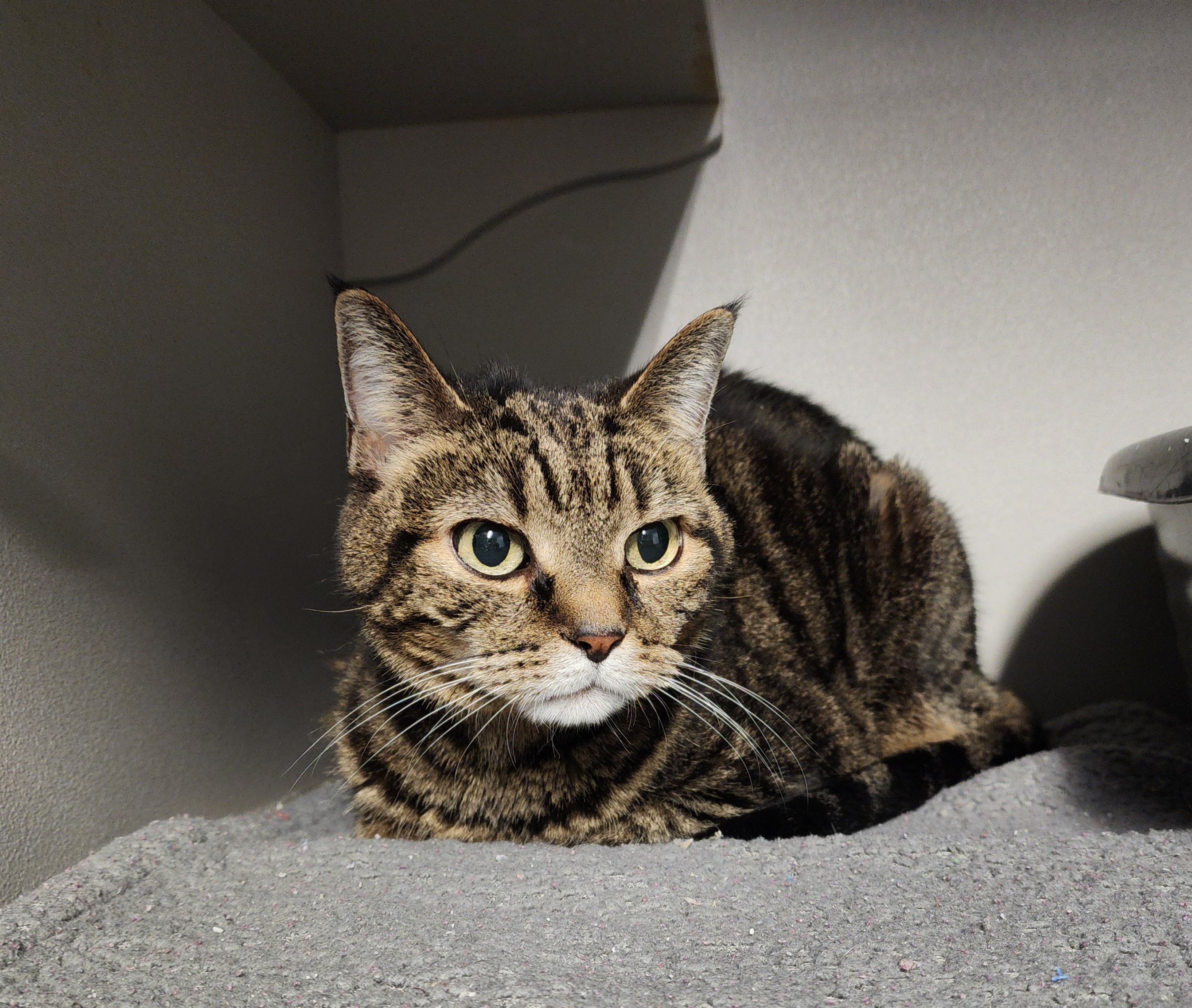 Cats - Home Fur Good