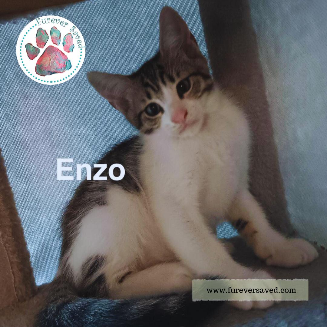 Cat for adoption - Enzo, a Domestic Medium Hair in Nashua, NH | Petfinder