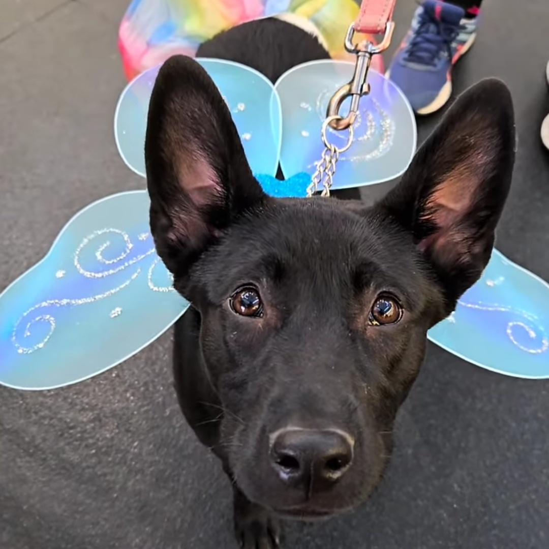 Dog for adoption - Alara - Perfect Match Litter!, a Pit Bull Terrier ...