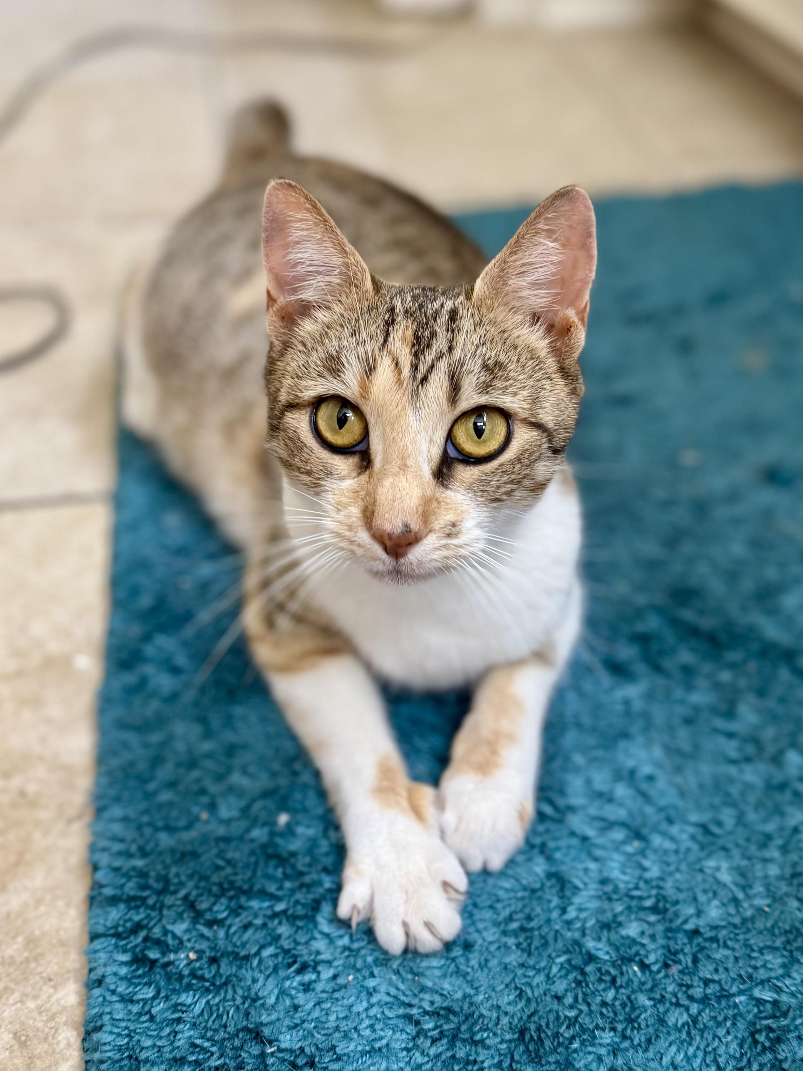 Cat for adoption - Persephone, a Tabby in Montgomery, AL | Petfinder