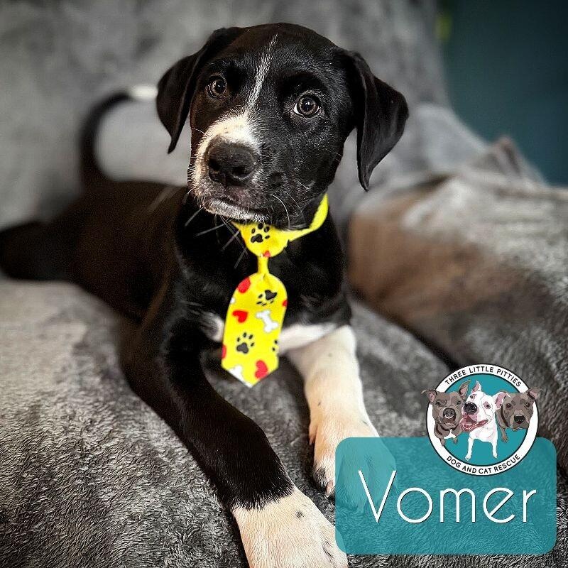 Dog for adoption - Vomer Bones, a Pit Bull Terrier & Labrador Retriever ...