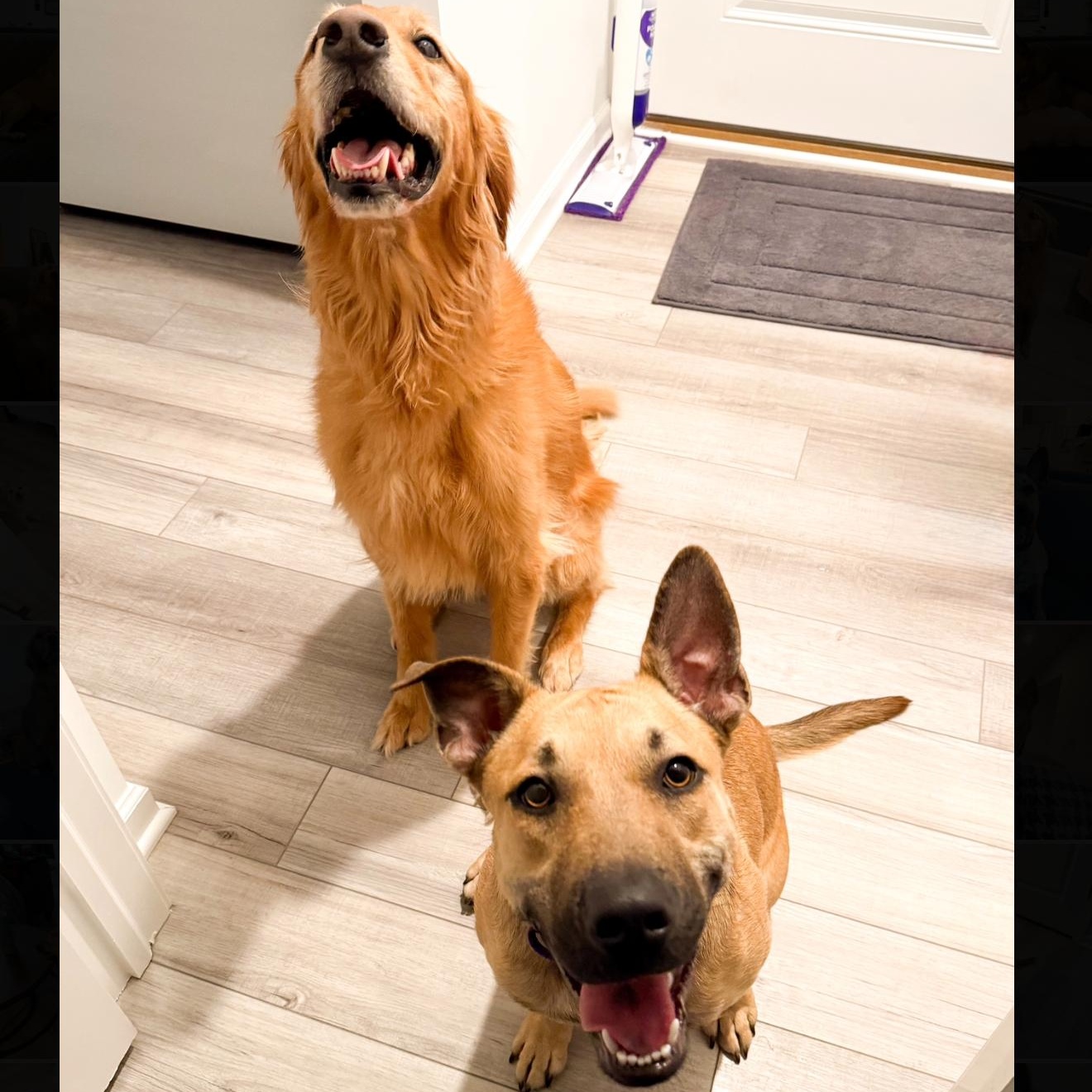 Dog for adoption - Addy, a Black Mouth Cur & German Shepherd Dog Mix in ...