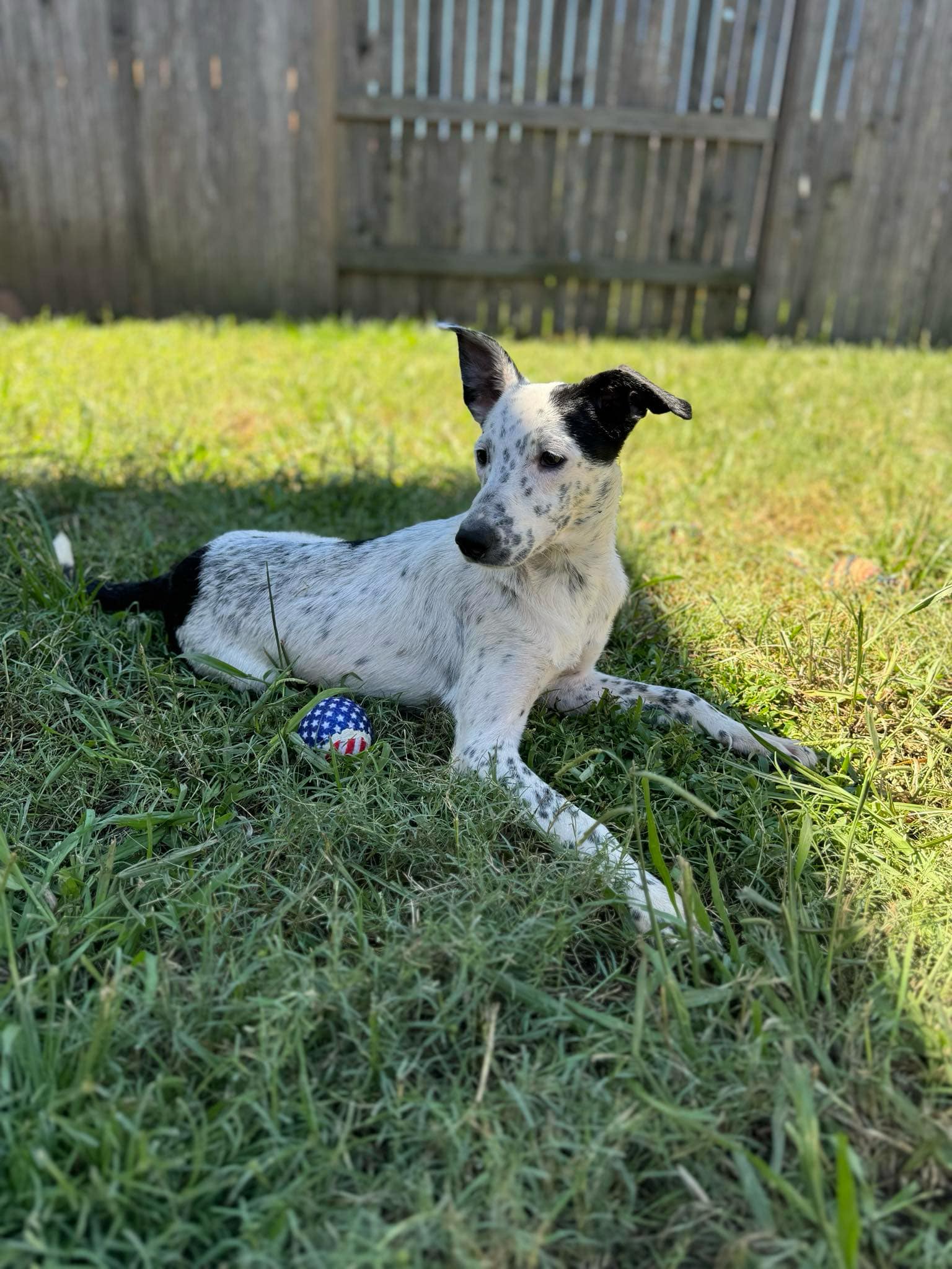 Dog for adoption - Sansa, an Australian Cattle Dog / Blue Heeler ...
