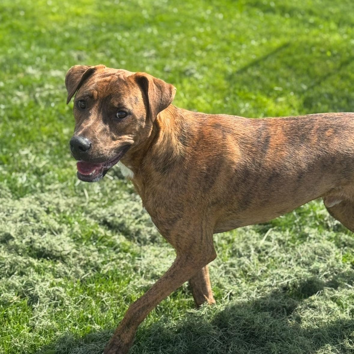 Dog for adoption - Hank, a Tennessee Treeing Brindle & Pit Bull Terrier ...