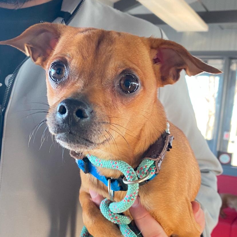 Dog for adoption - Chimi, a Chihuahua Mix in Tulsa, OK | Petfinder
