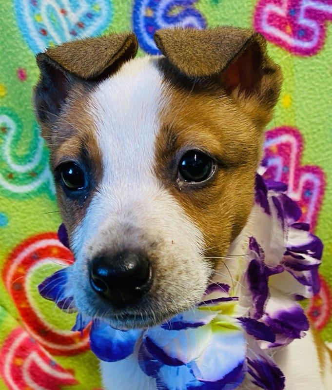 Dog for adoption - Della, a Fox Terrier Mix in Colusa, CA | Petfinder