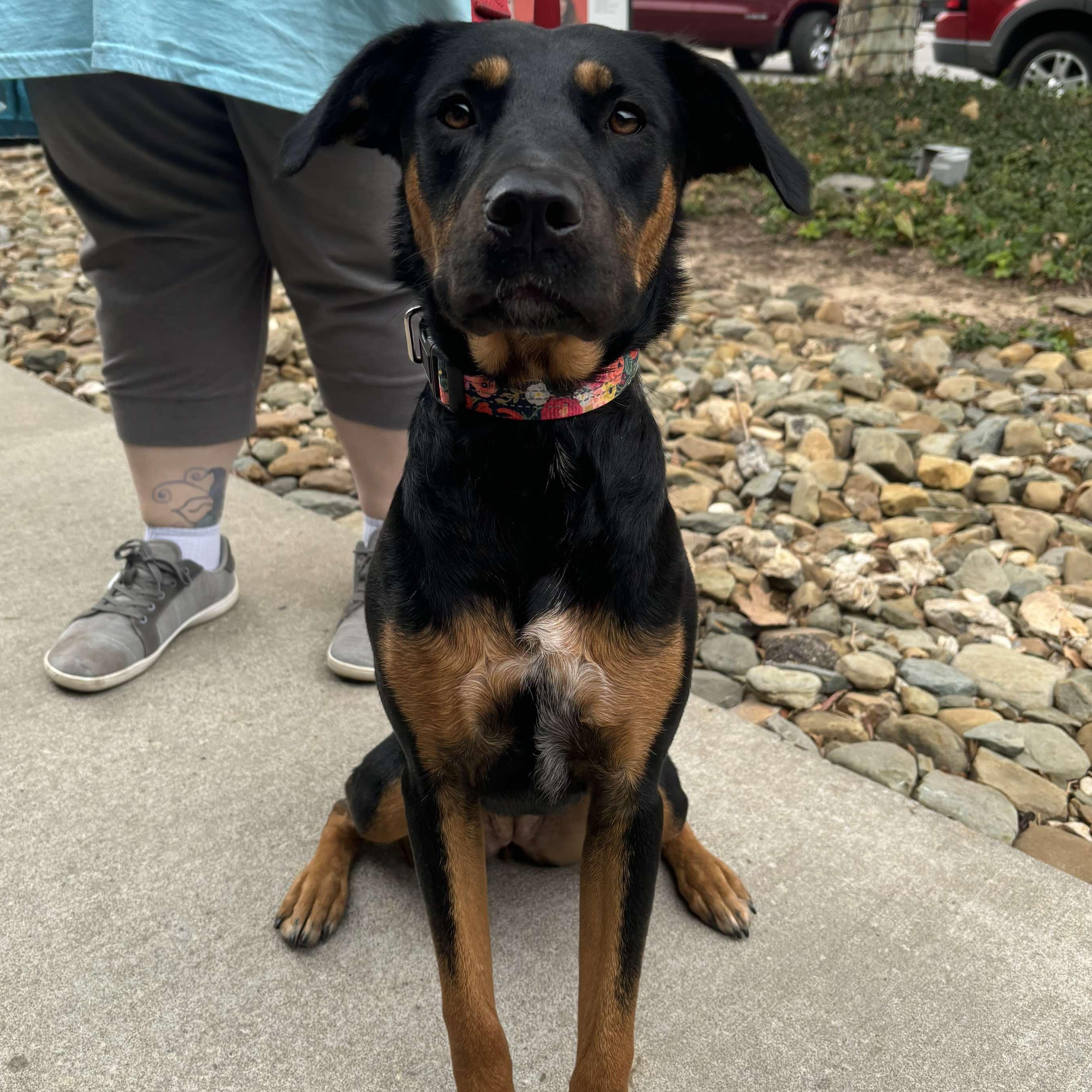 Dog for adoption - Jelly, a German Pinscher & Labrador Retriever Mix in ...