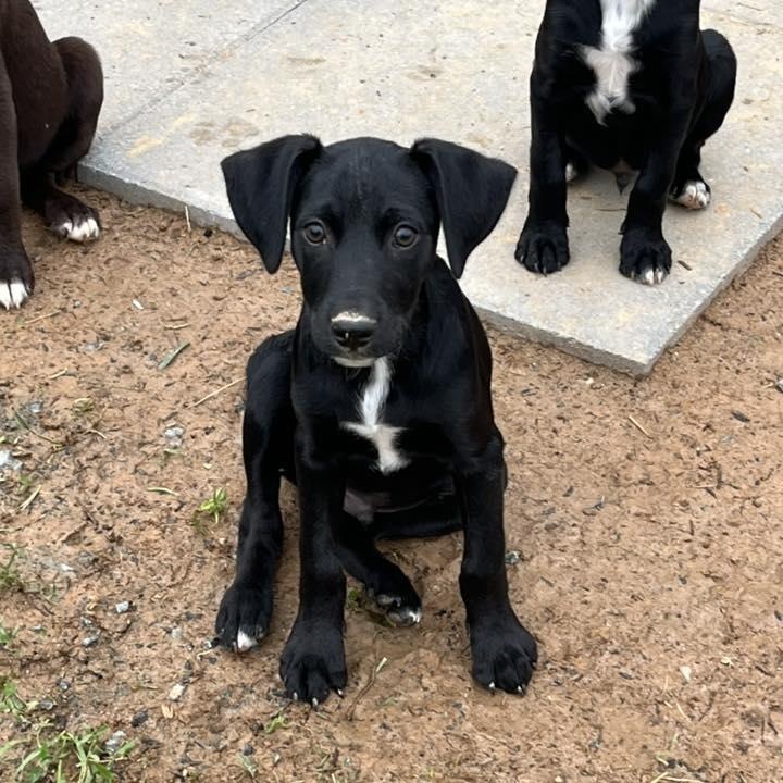 Dog for adoption - Maui, an Australian Cattle Dog / Blue Heeler ...