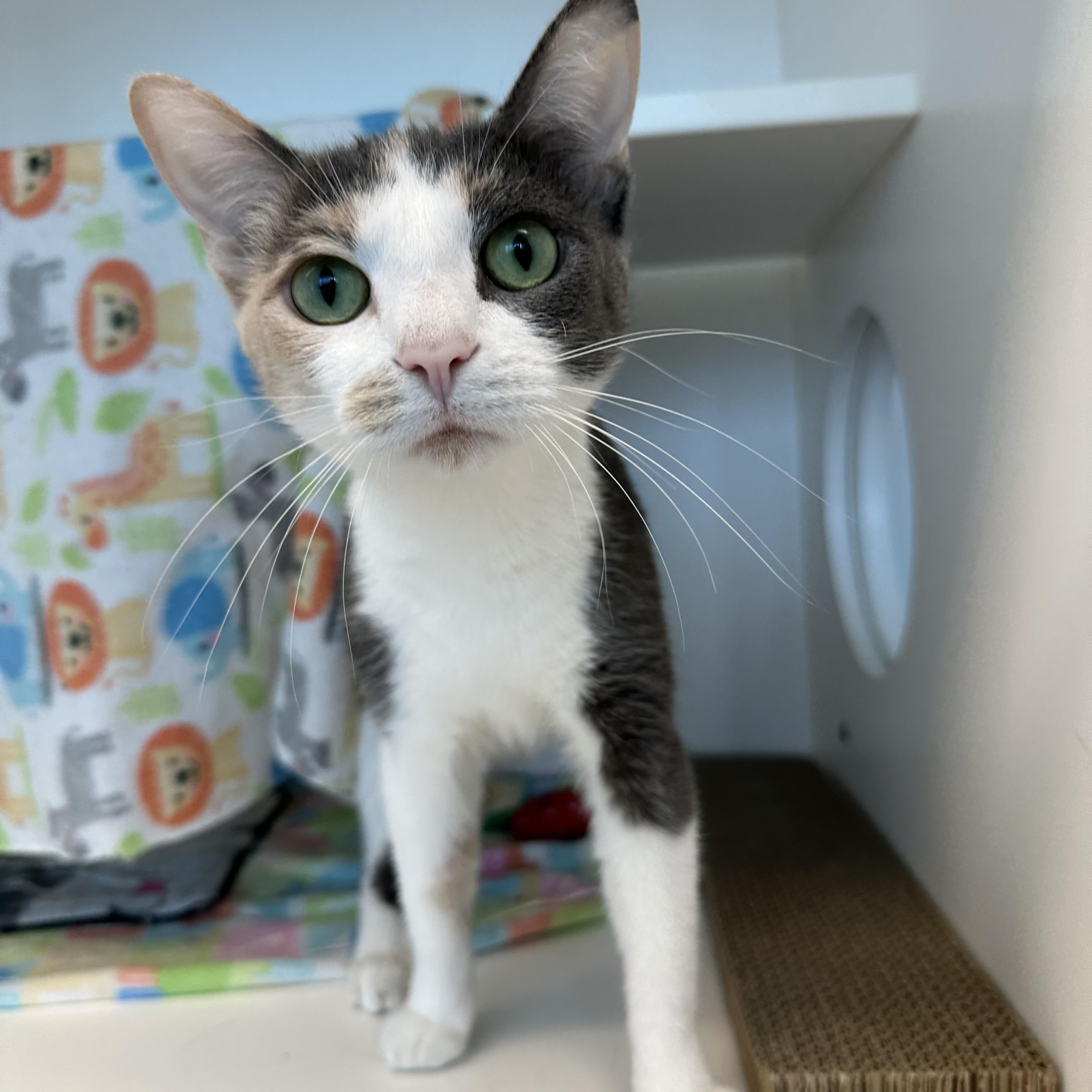 Cat for adoption - Gracie Lu (ID 45383/ 300), a Dilute Calico in Manassas, VA | Petfinder