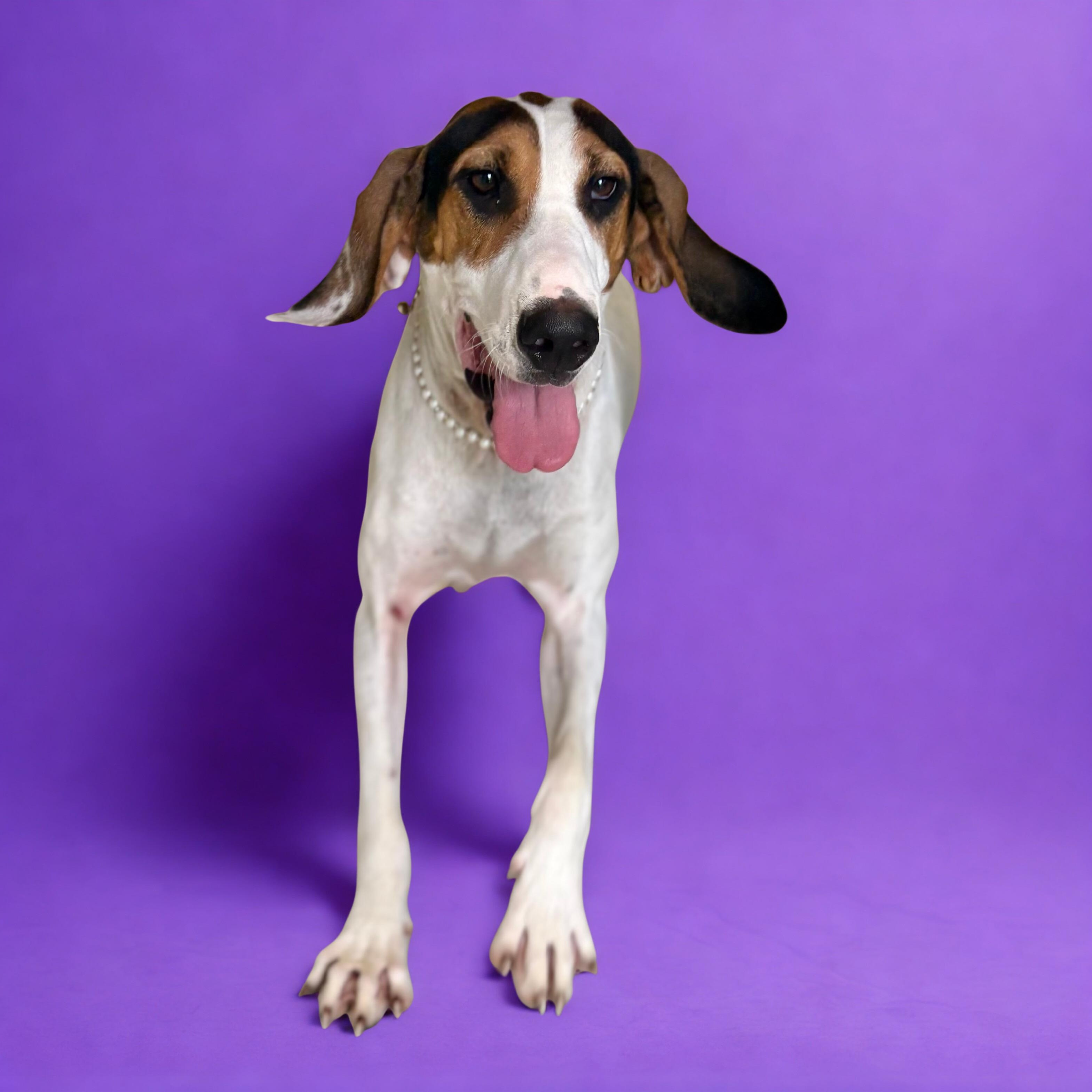 Dog for adoption - Lady Bird, a Treeing Walker Coonhound in Bardstown ...