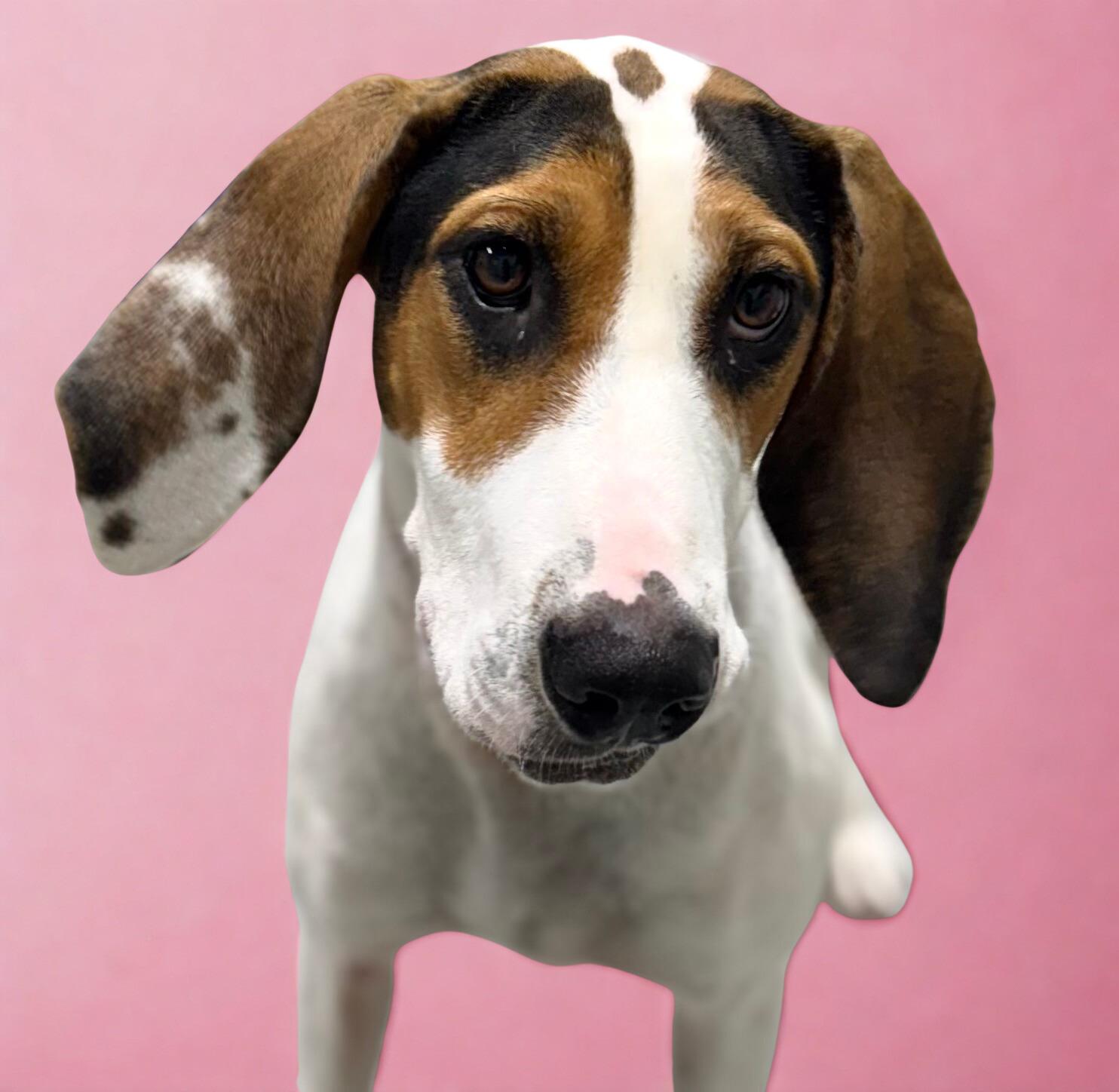 Dog for adoption - Lady Bird, a Treeing Walker Coonhound in Bardstown ...