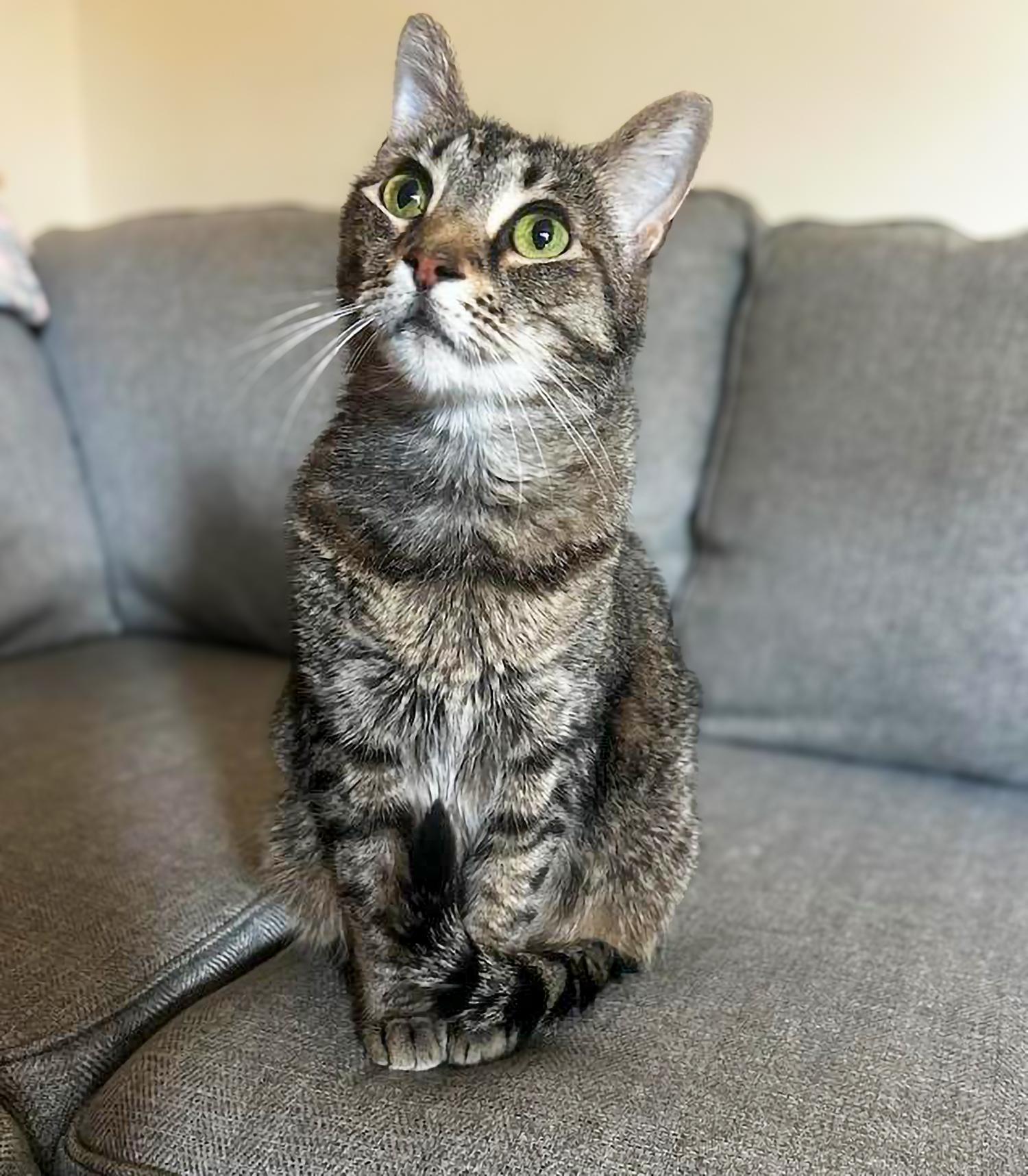Cat for adoption - Posey, a Tabby in Boothbay, ME | Petfinder