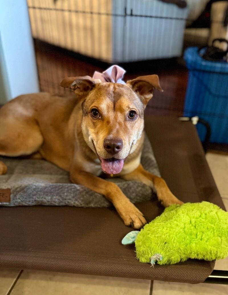 Dog for adoption - Rosie aka miss cuddles who loves kids!, a Pit Bull ...