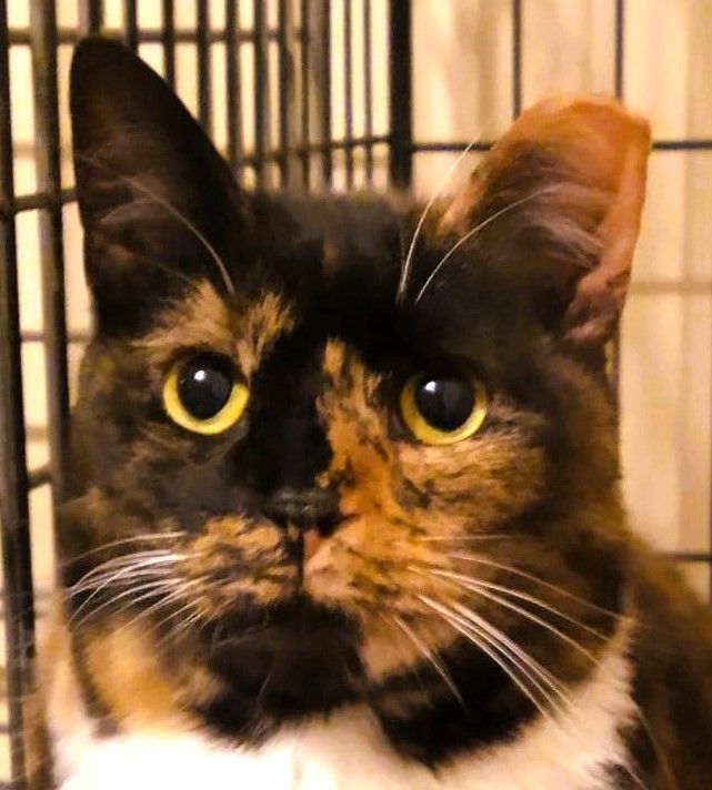 Cat for adoption - JAMIE, a Calico in Saddle River, NJ | Petfinder