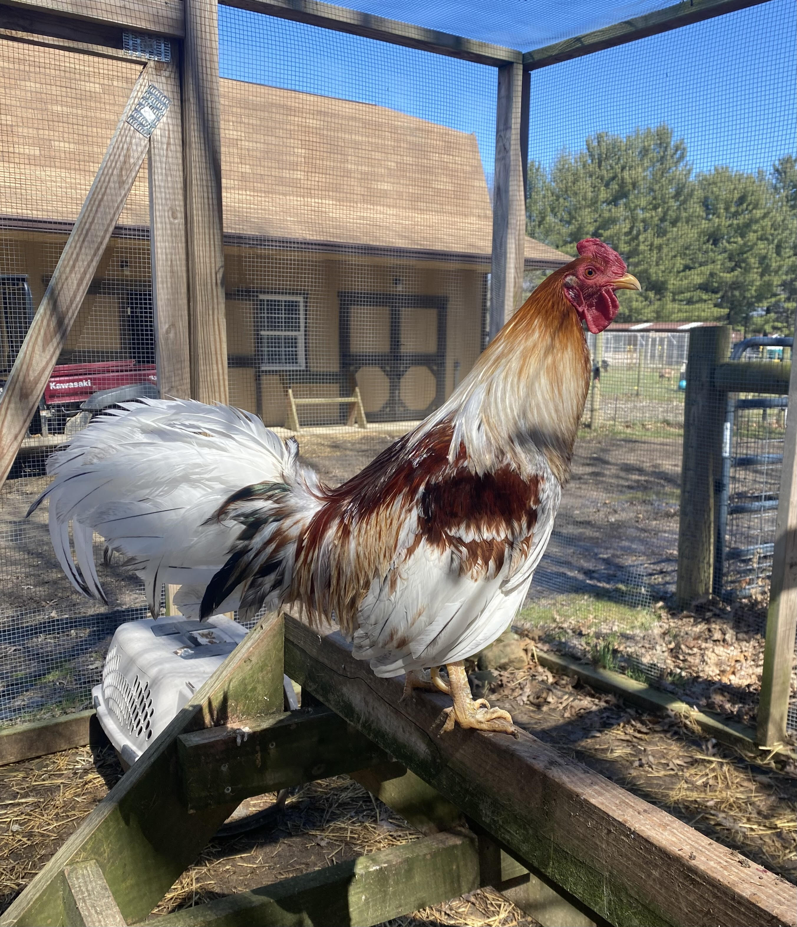 Chicken for adoption - Domino, a Chicken in Ravenna, OH | Petfinder