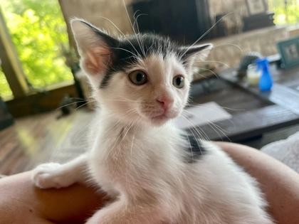 Cat for adoption - Toupee, a Domestic Short Hair in Seattle, WA | Petfinder