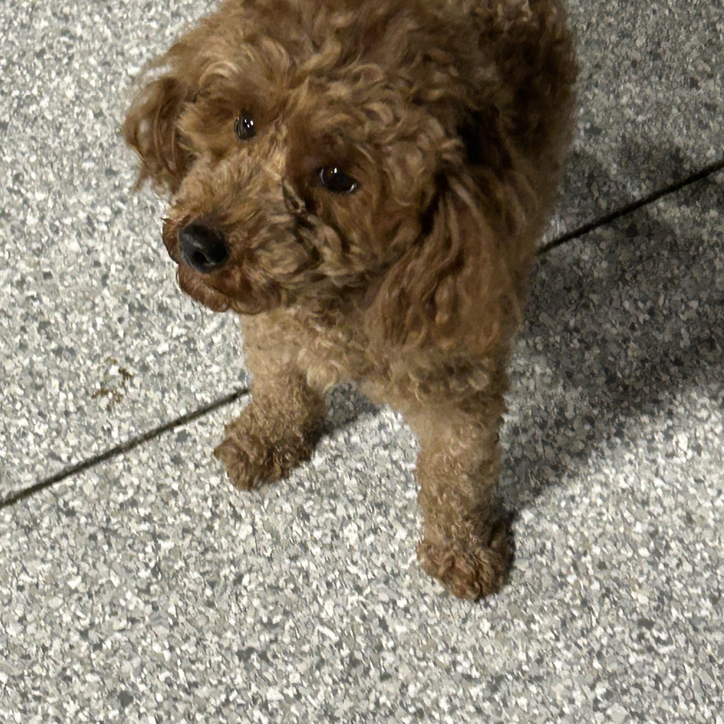 Dog for adoption - Jada 9 lbs, a Miniature Poodle in Antwerp, OH ...