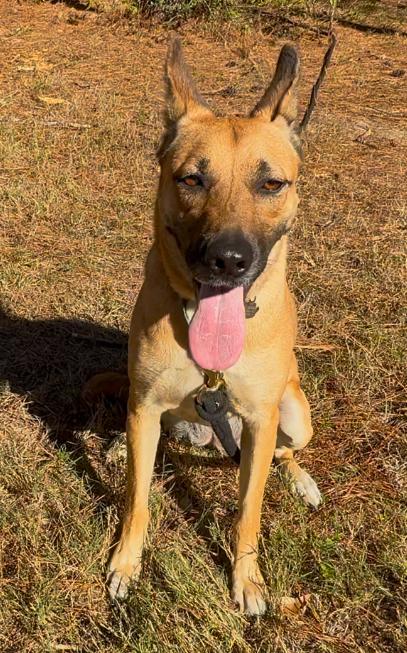 Dog for adoption - Flora Rose, a Belgian Shepherd / Malinois Mix in ...