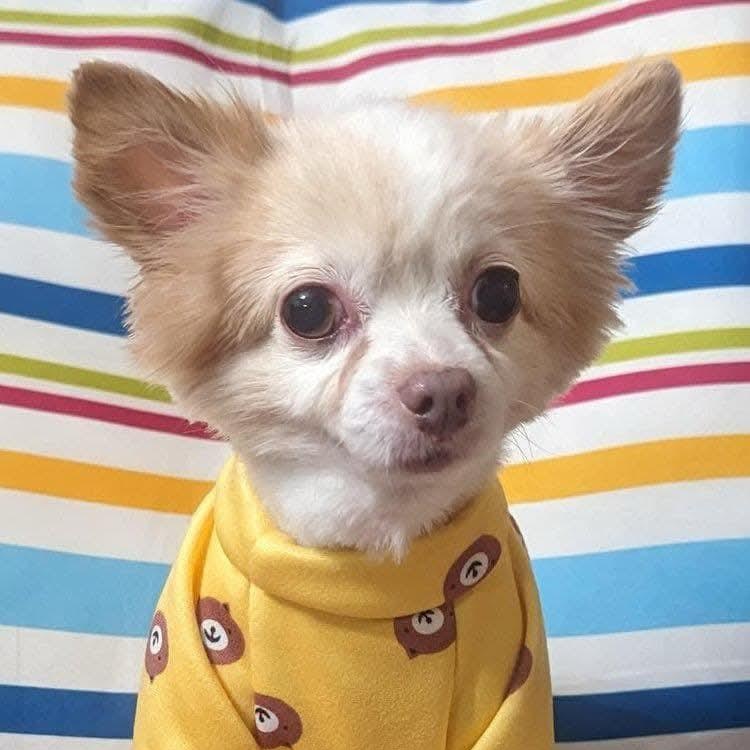 Dog for adoption - Frankie, a Chihuahua & Pomeranian Mix in Springfield, VT | Petfinder