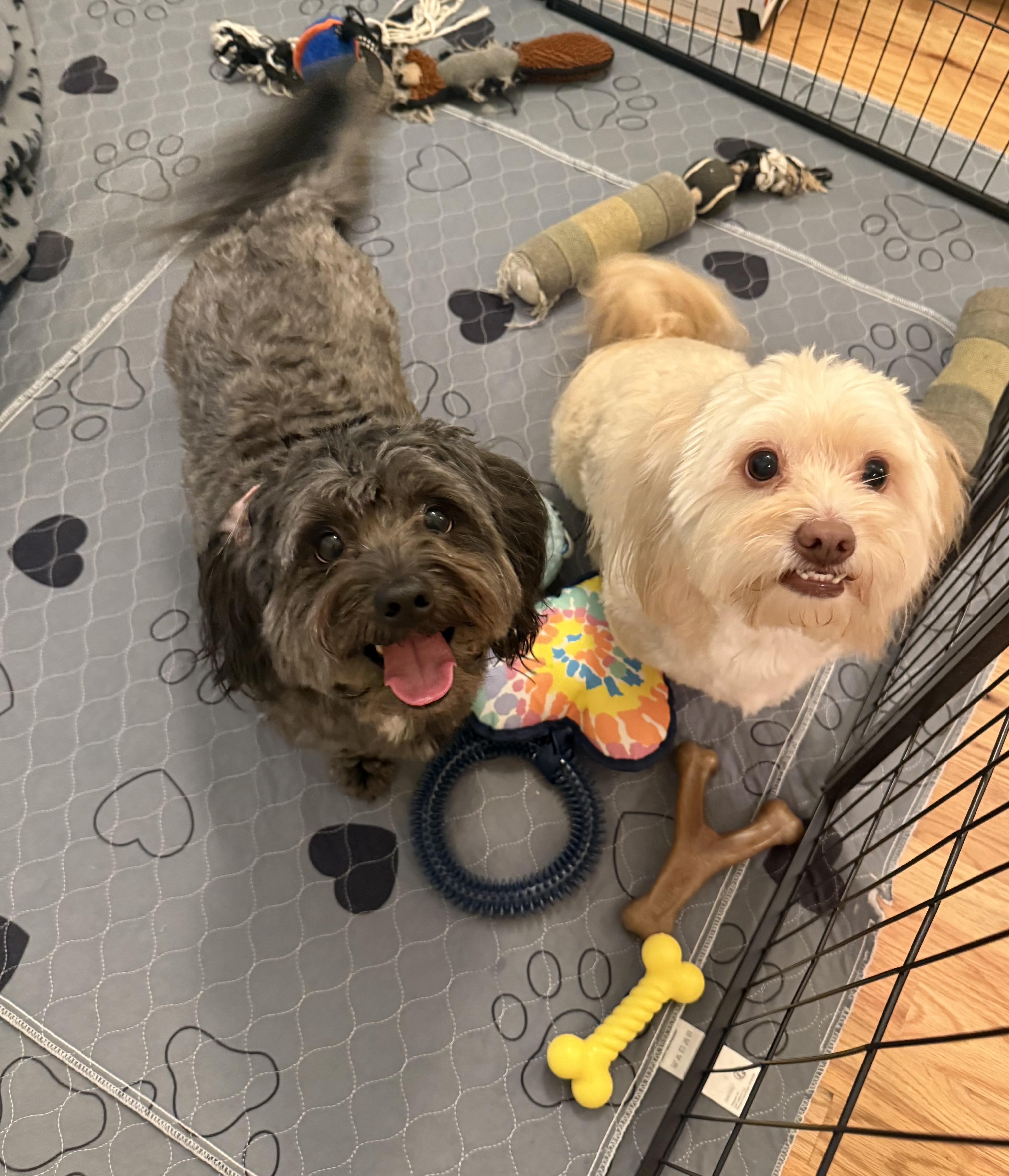 Dog for adoption - Bonded Pair Havanese Petey/Mouch, a Havanese Mix in ...