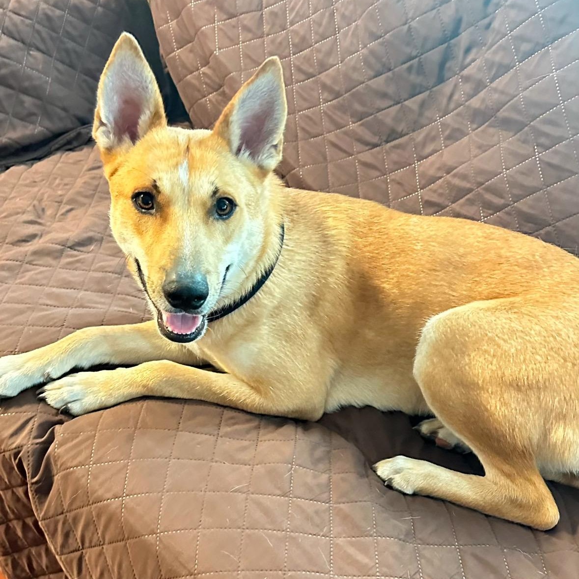 Dog for adoption - Sassy, a Carolina Dog Mix in Puyallup, WA | Petfinder