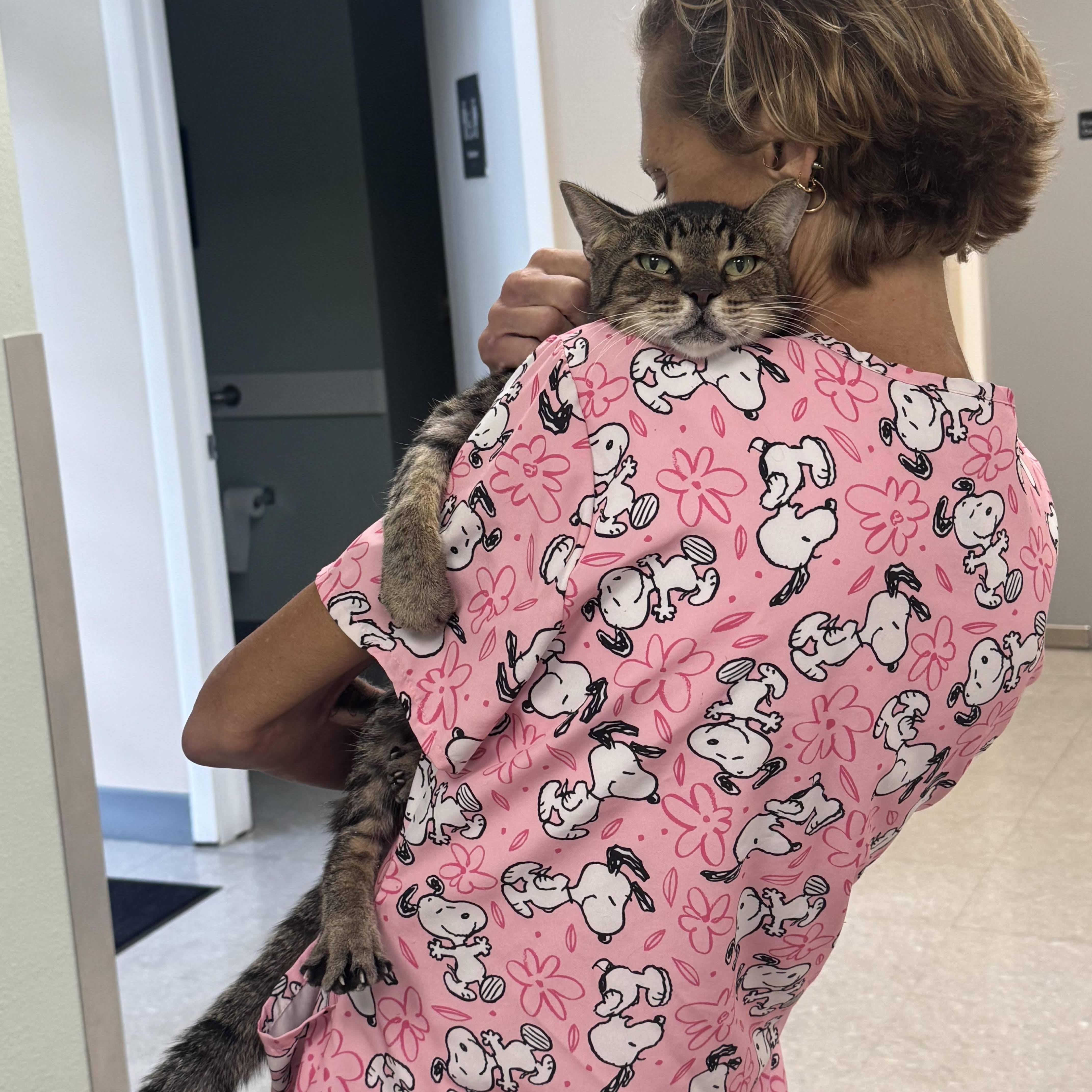 Cat for adoption - Echo, a Tabby in Salem, NH | Petfinder