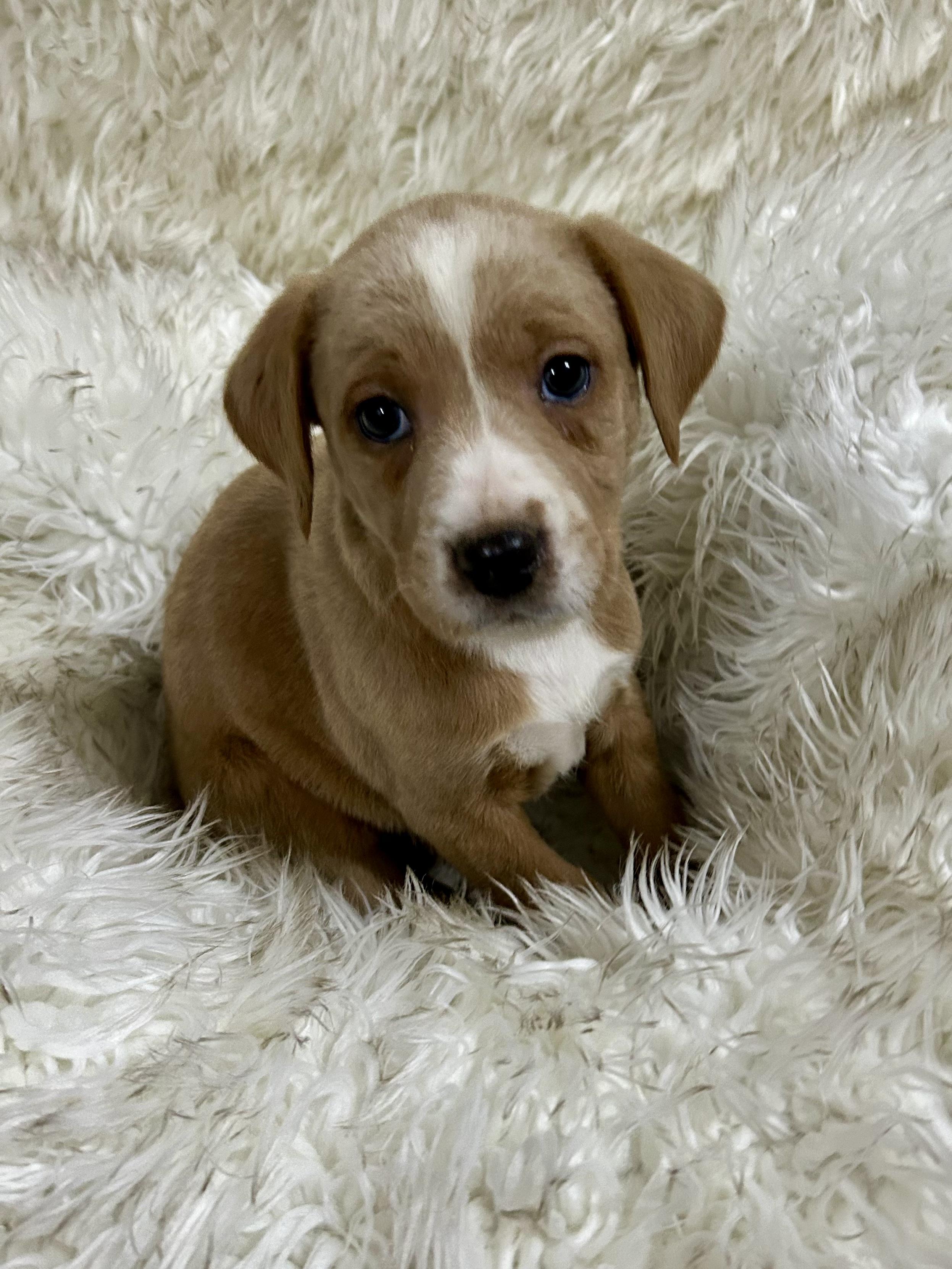 Dog for adoption - CHIPPER, a German Wirehaired Pointer in Hartford, CT ...