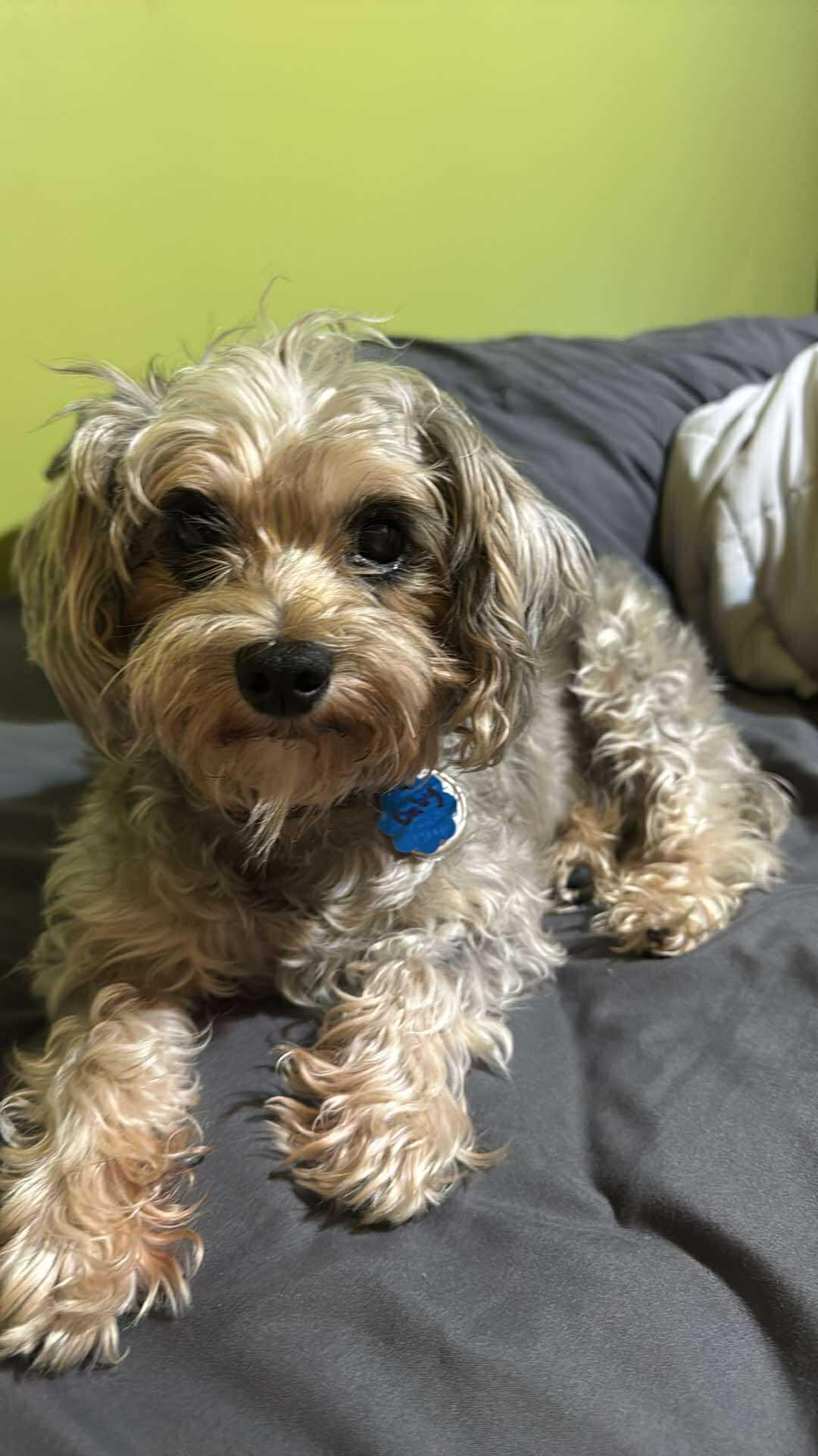 Dog for adoption - Baby Girl, a Miniature Schnauzer in Homer Glen, IL ...