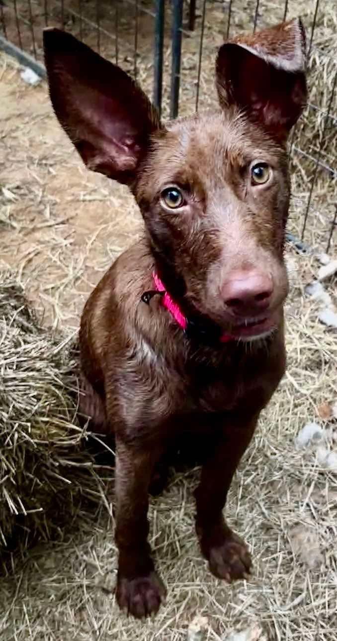 Dog for adoption - Godiva in NH! Come Meet our Adoptable Dogs Wednesday ...