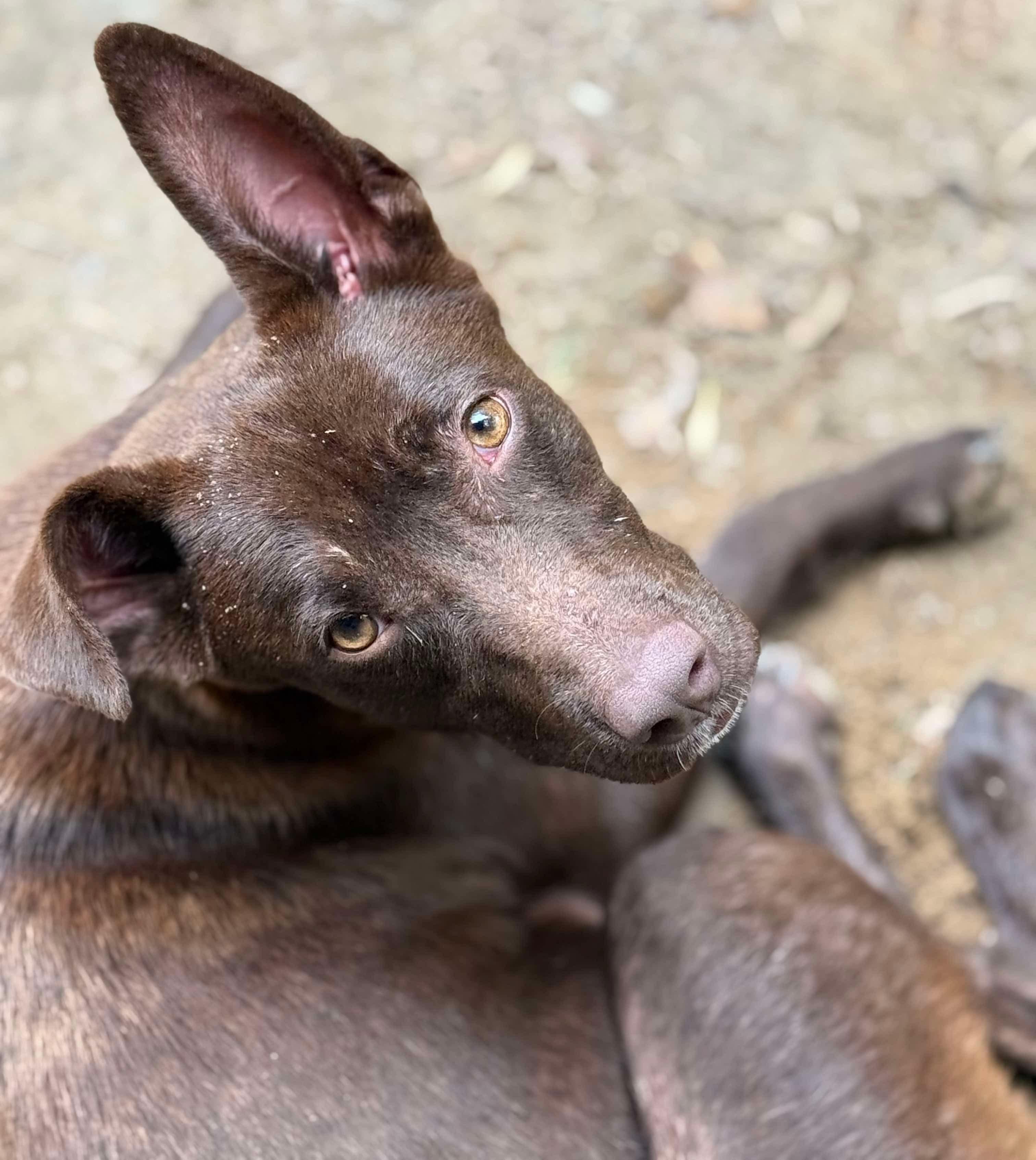 Dog for adoption - Godiva in NH! Come Meet our Adoptable Dogs Wednesday ...