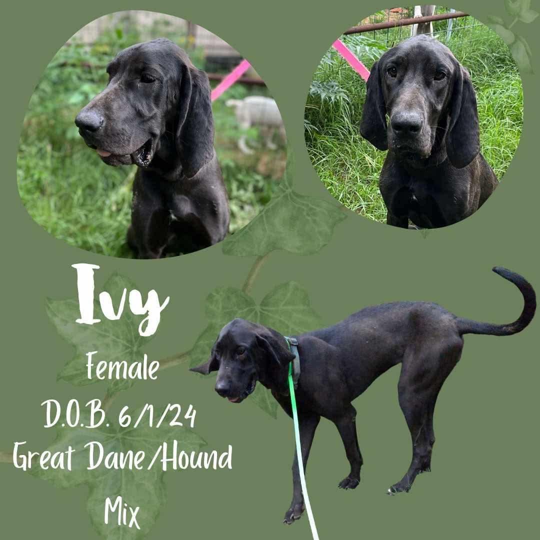 Dog for adoption - Ivy, a Great Dane & Hound Mix in Cleveland, OH ...