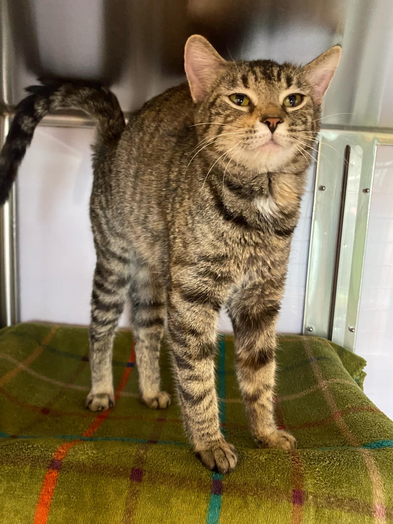 Cat for adoption - Chimichanga, a Domestic Short Hair & Torbie Mix in ...