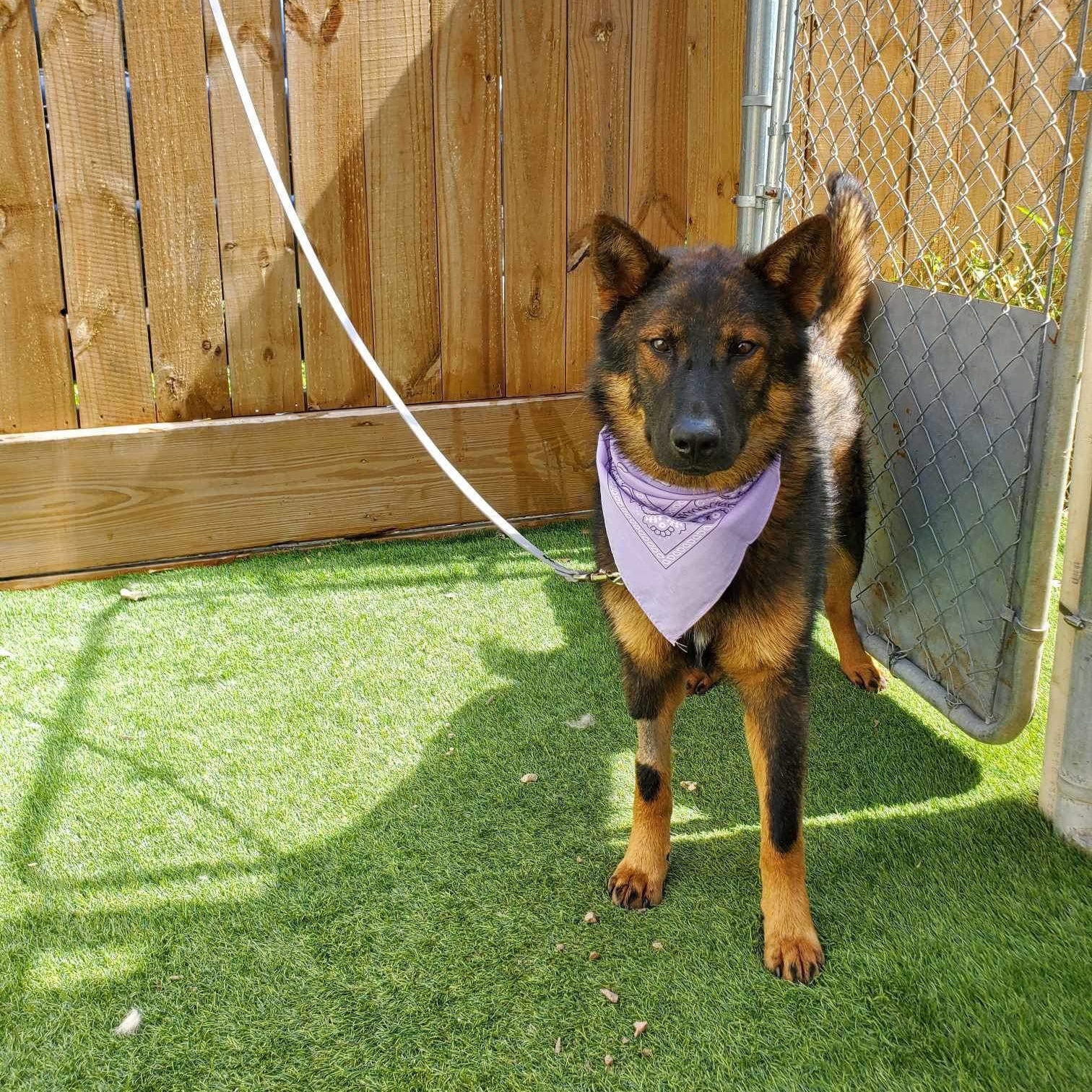 Dog for adoption - Rocco, a German Shepherd Dog in Seattle, WA | Petfinder