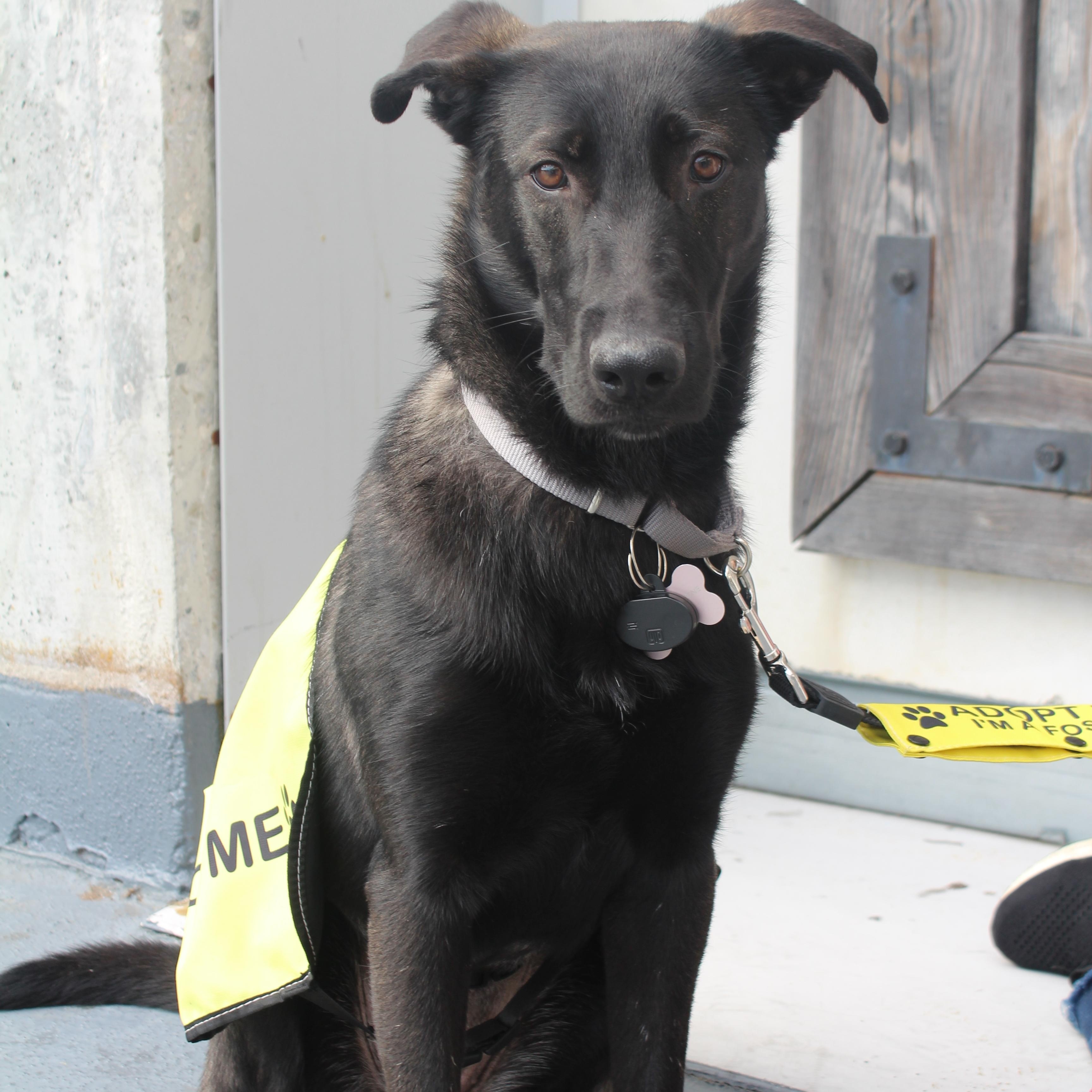 Dog for adoption - Daisy, a Black Labrador Retriever Mix in Salt Lake ...