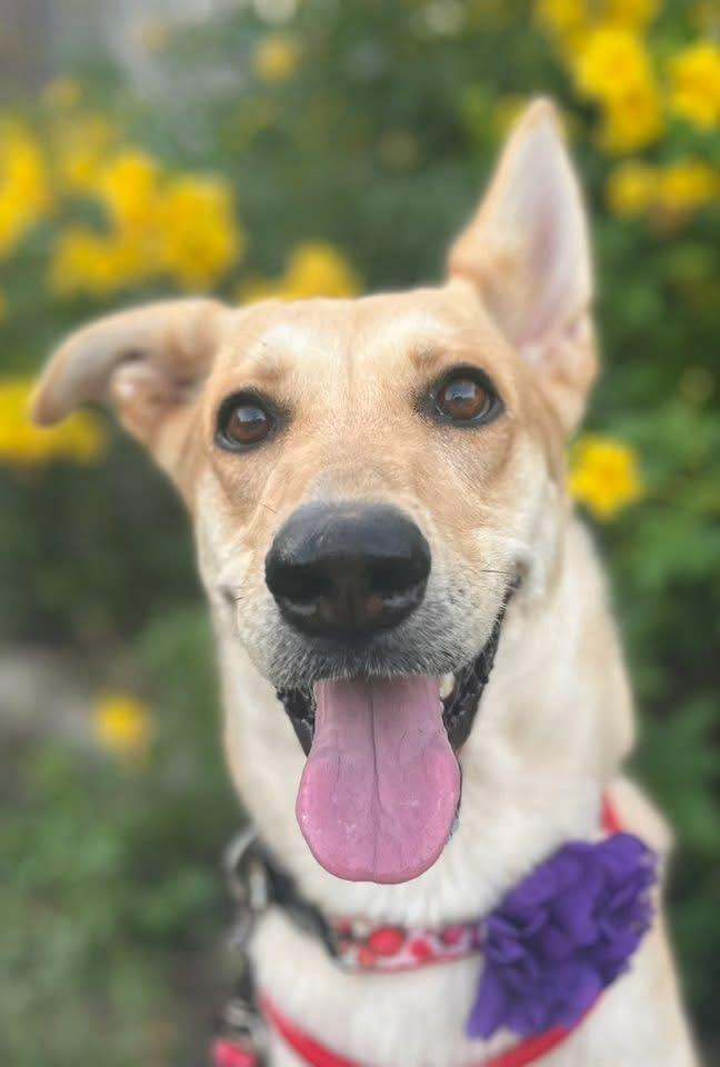 Dog for adoption - Poppy, a German Shepherd Dog & Carolina Dog Mix in ...