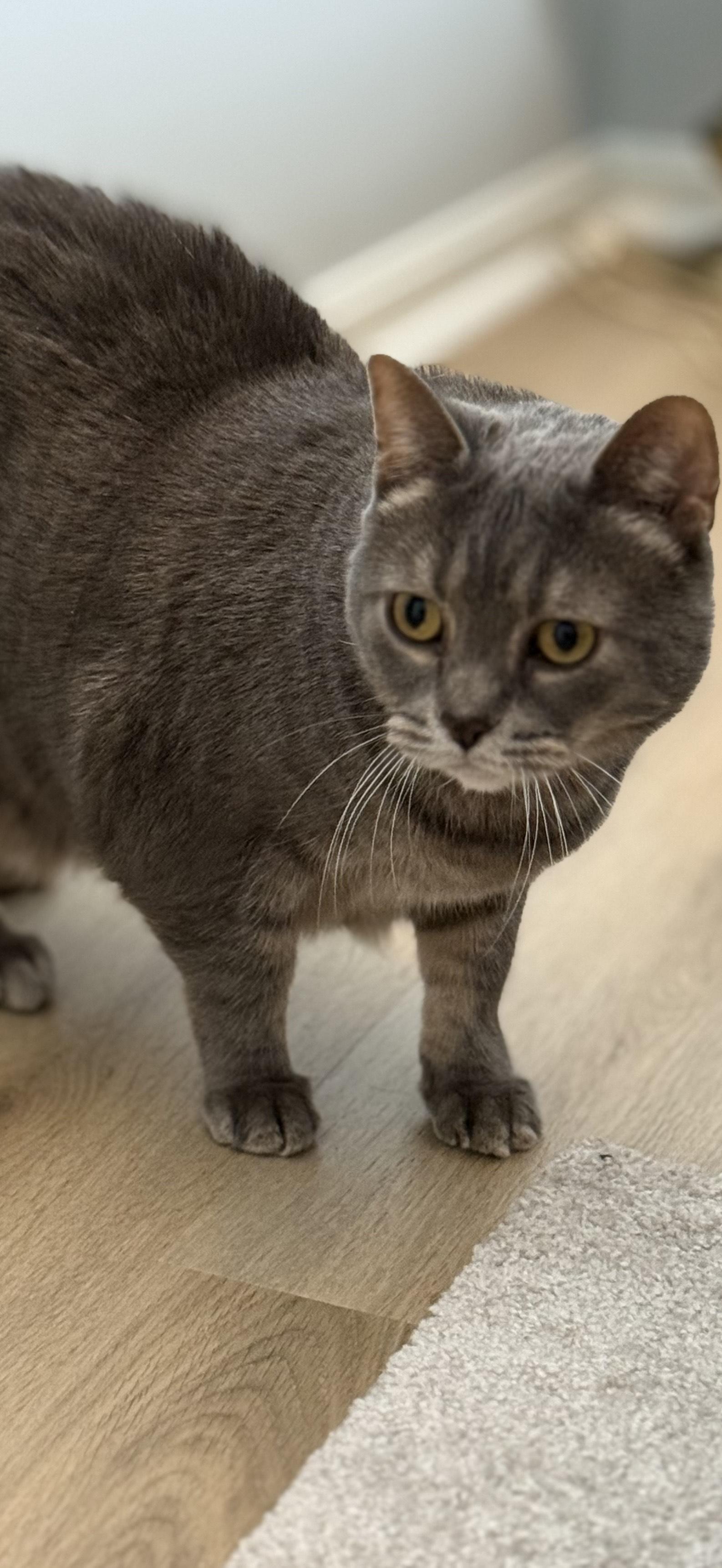 Cat for adoption - Jake Courtesy Post see Jack Witch, a Domestic Short ...