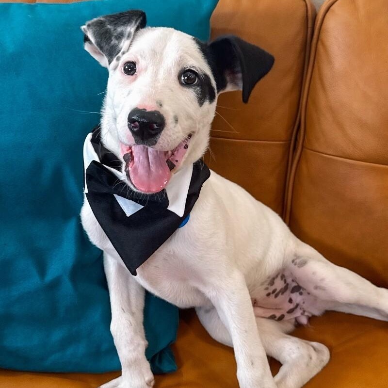 Dog for adoption - Rayne Dani, a Pit Bull Terrier & Labrador Retriever ...