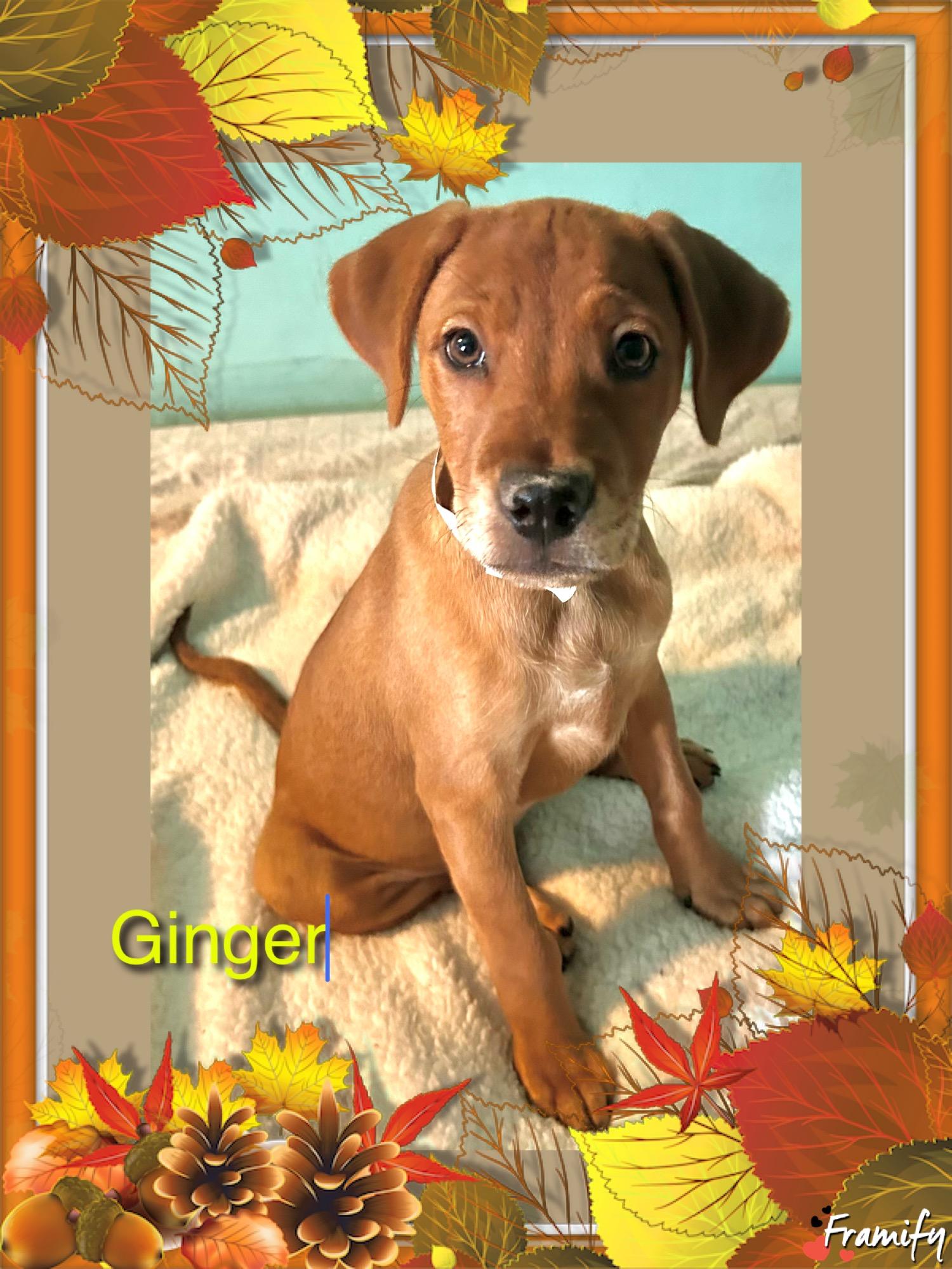 Dog for adoption - Ginger, a Labrador Retriever Mix in Catonsville, MD ...