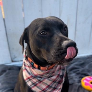 Dog for adoption - Lazarus, a Black Labrador Retriever Mix in Bensalem, PA | Petfinder