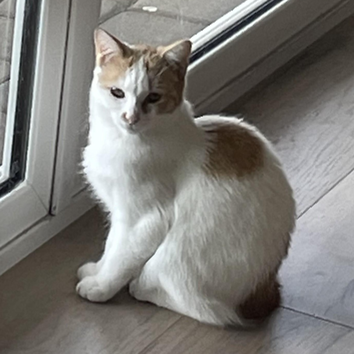 Cat for adoption - MAGIC-KITTEN, a Domestic Short Hair in Prescott, AZ ...