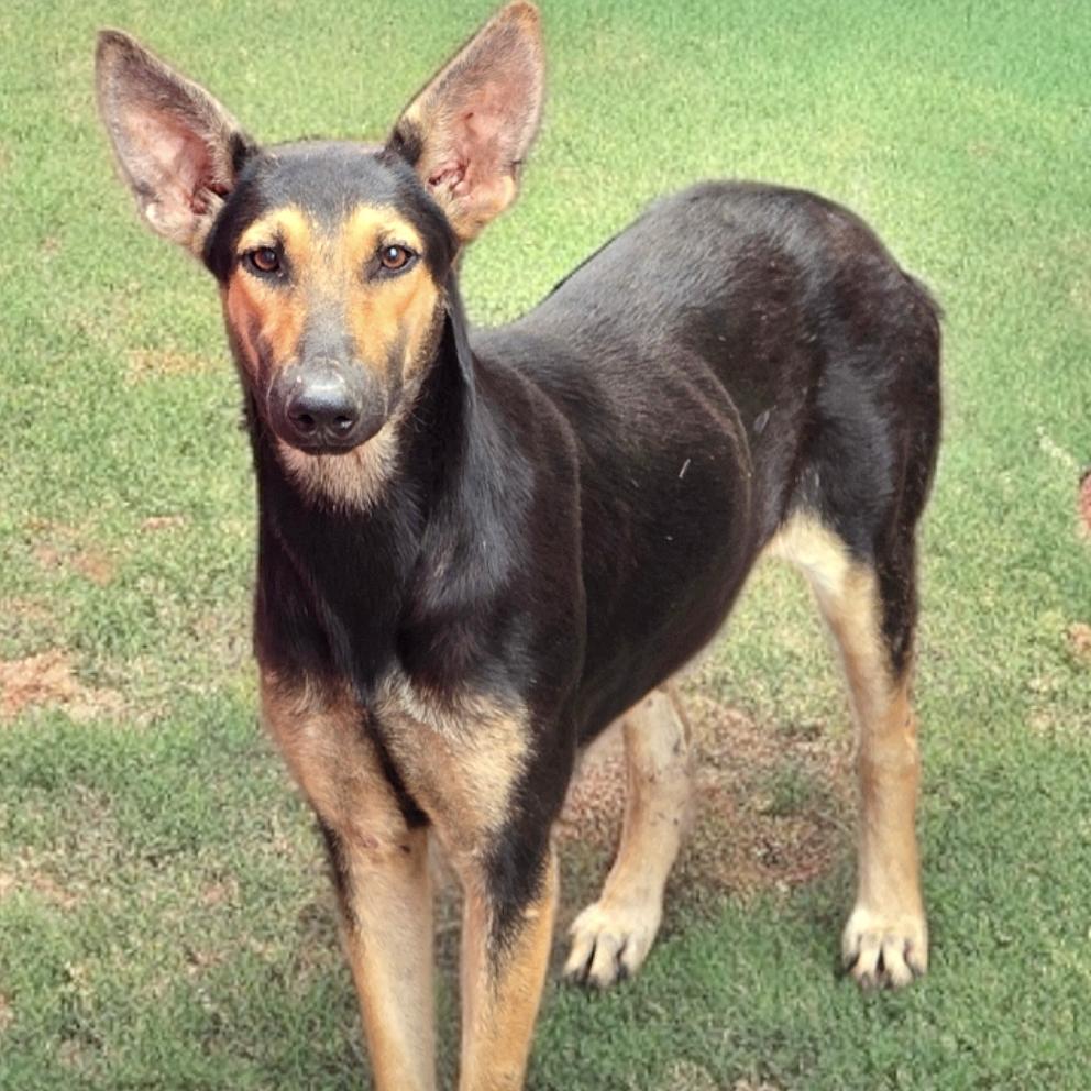 Dog for adoption - Chela, a Doberman Pinscher & Shepherd Mix in Toms ...